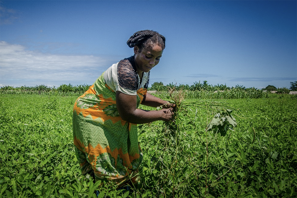 Malagasy farmers who practice conservation agriculture earn more ...